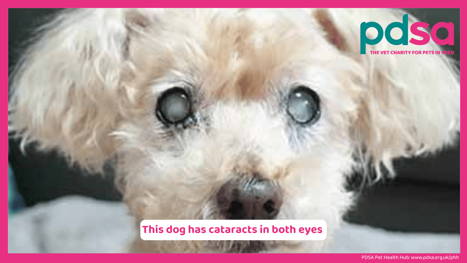 Cataracts in dogs - PDSA