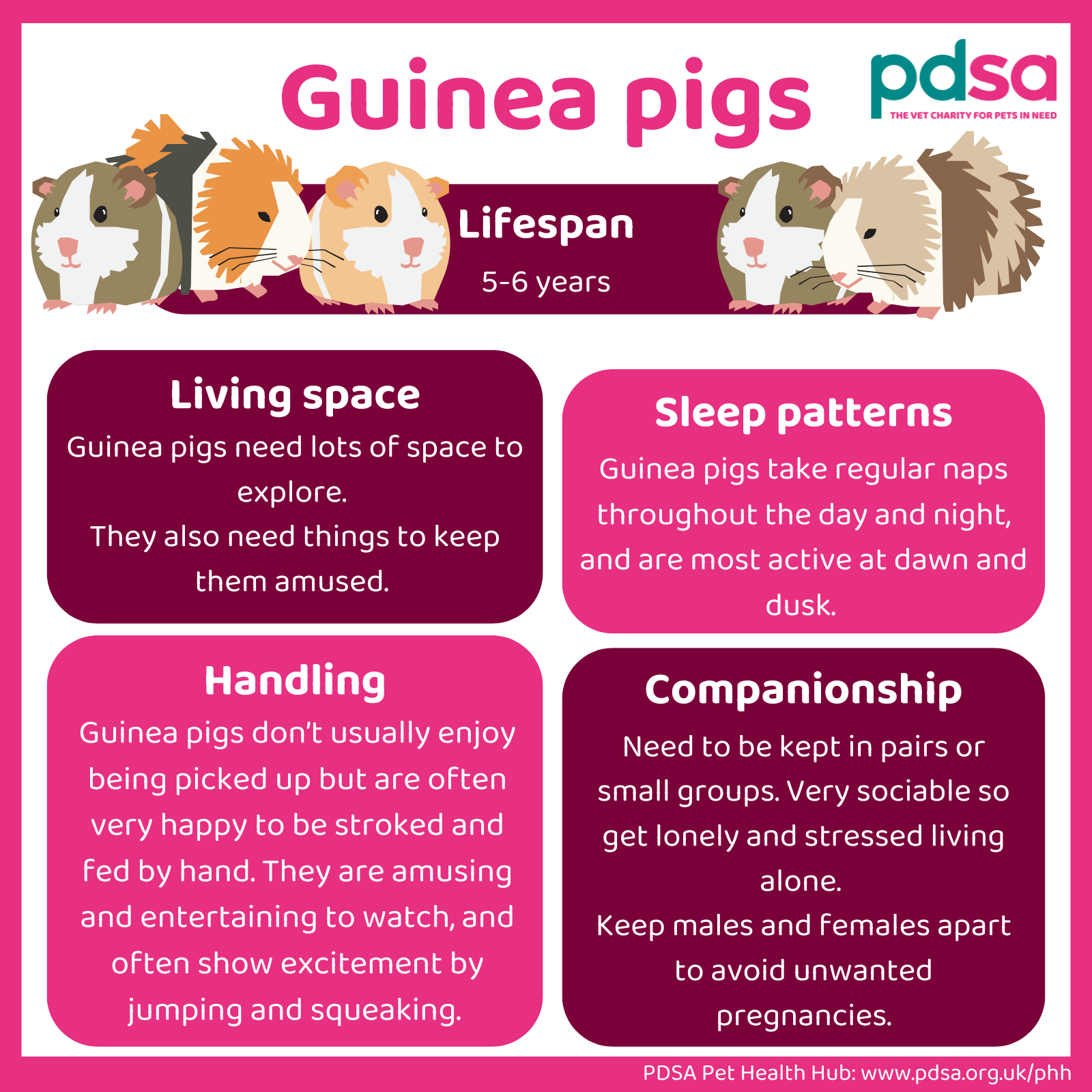 A guide to choosing the perfect small pet - PDSA