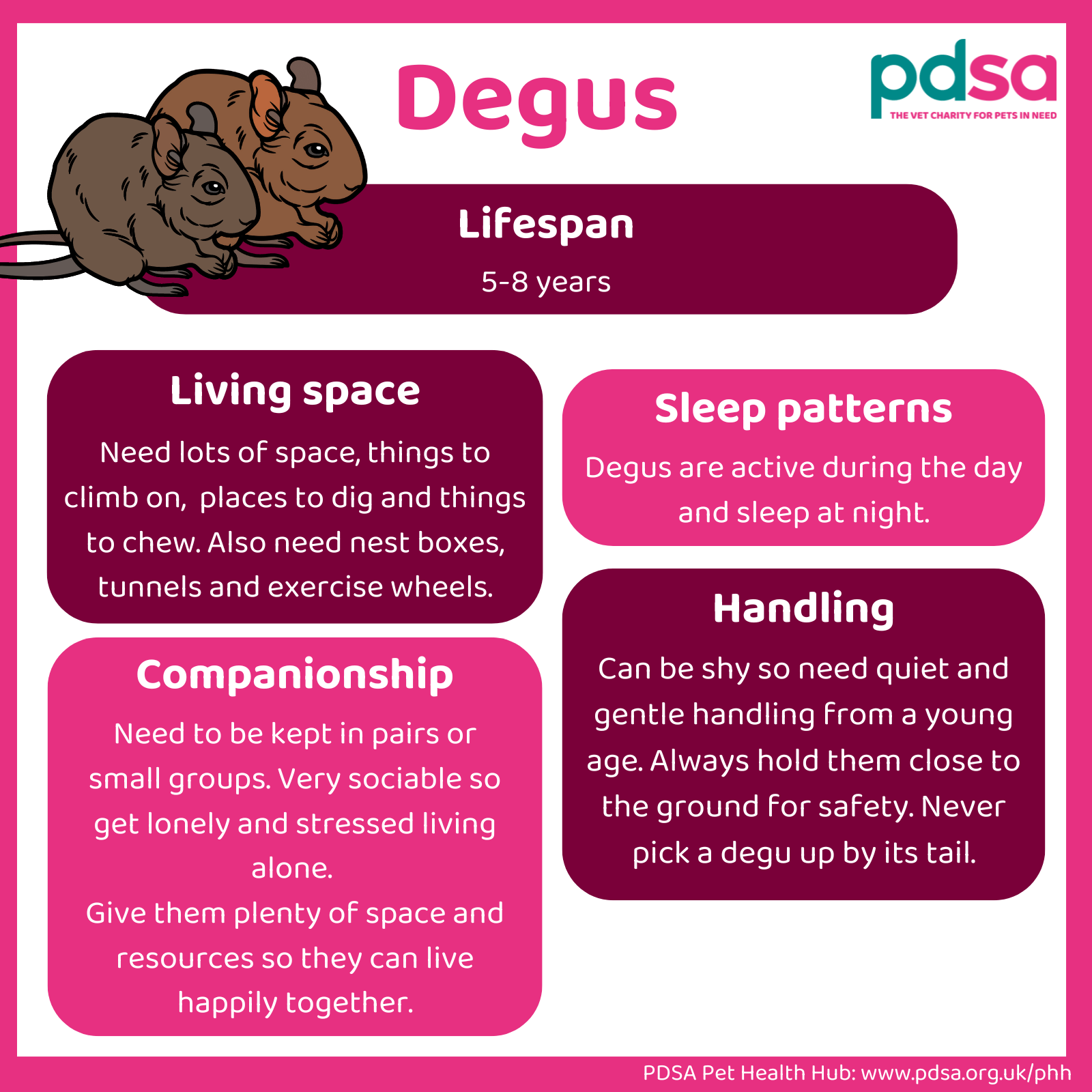 A guide to choosing the perfect small pet - PDSA