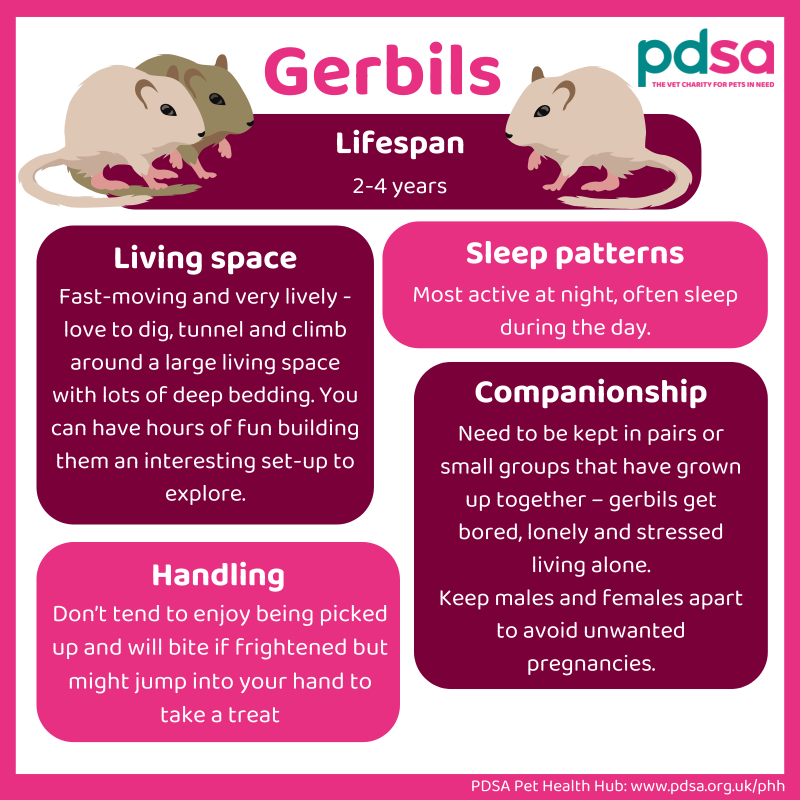 A guide to choosing the perfect small pet - PDSA