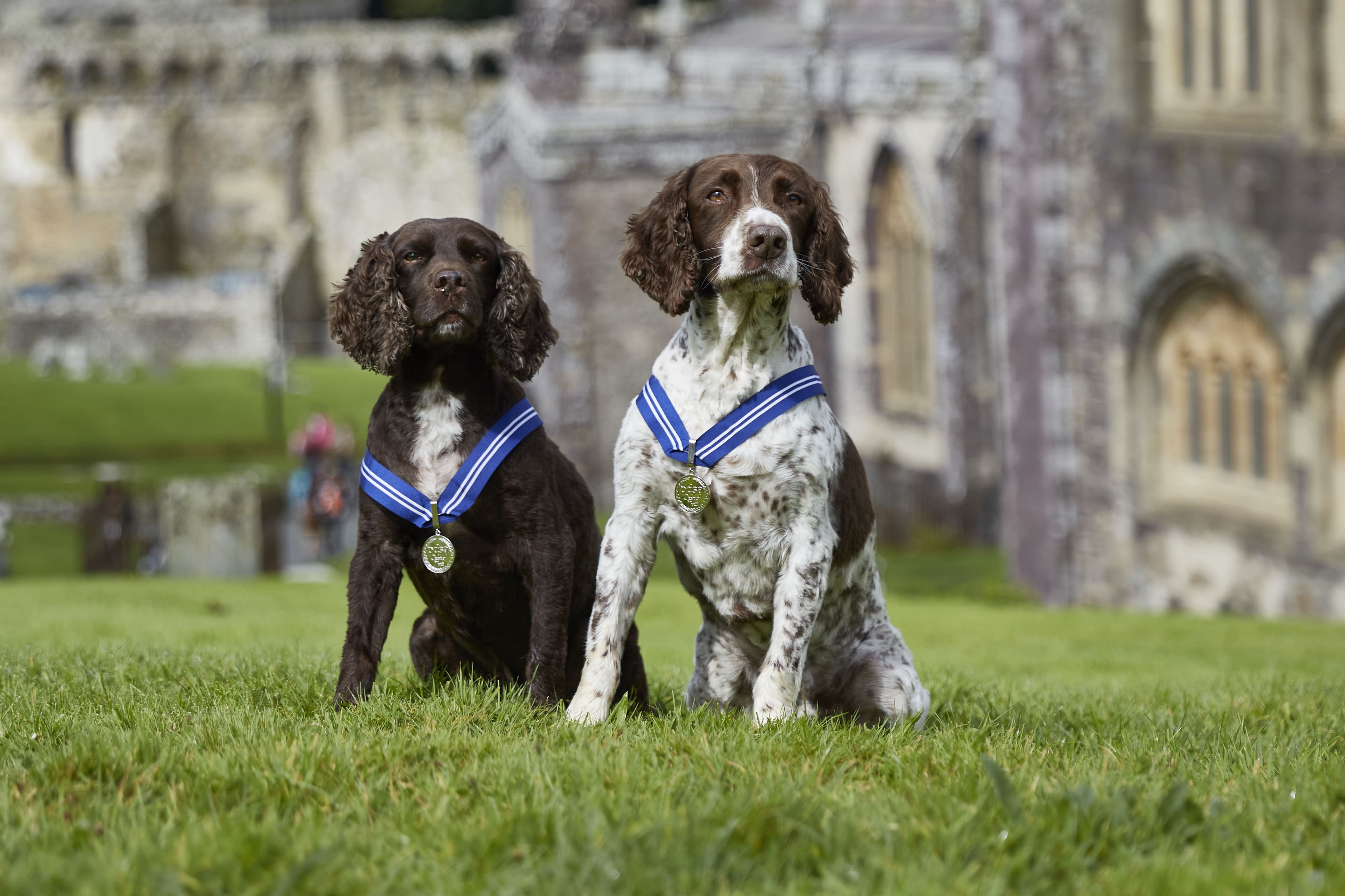 Yoyo and Scamp - PDSA