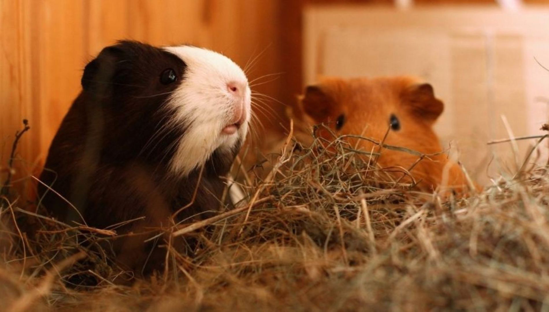 Five common health problems in guinea pigs and how to prevent them - PDSA