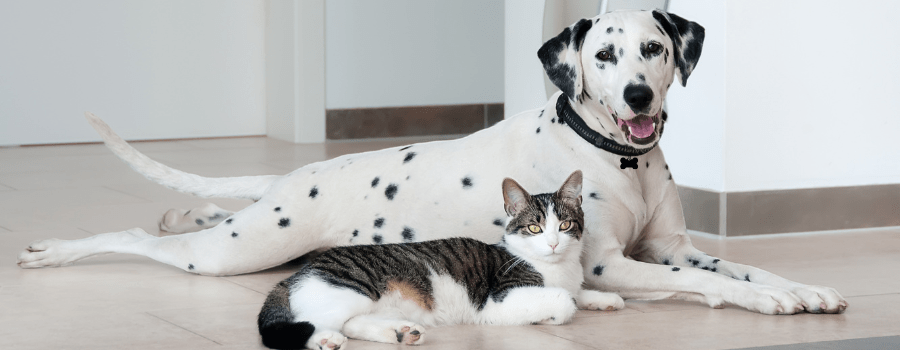 Top tips for creating an indoor pet paradise - PDSA