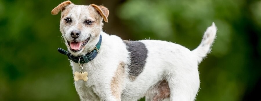 The benefits of keeping pet insurance as your pet ages - PDSA