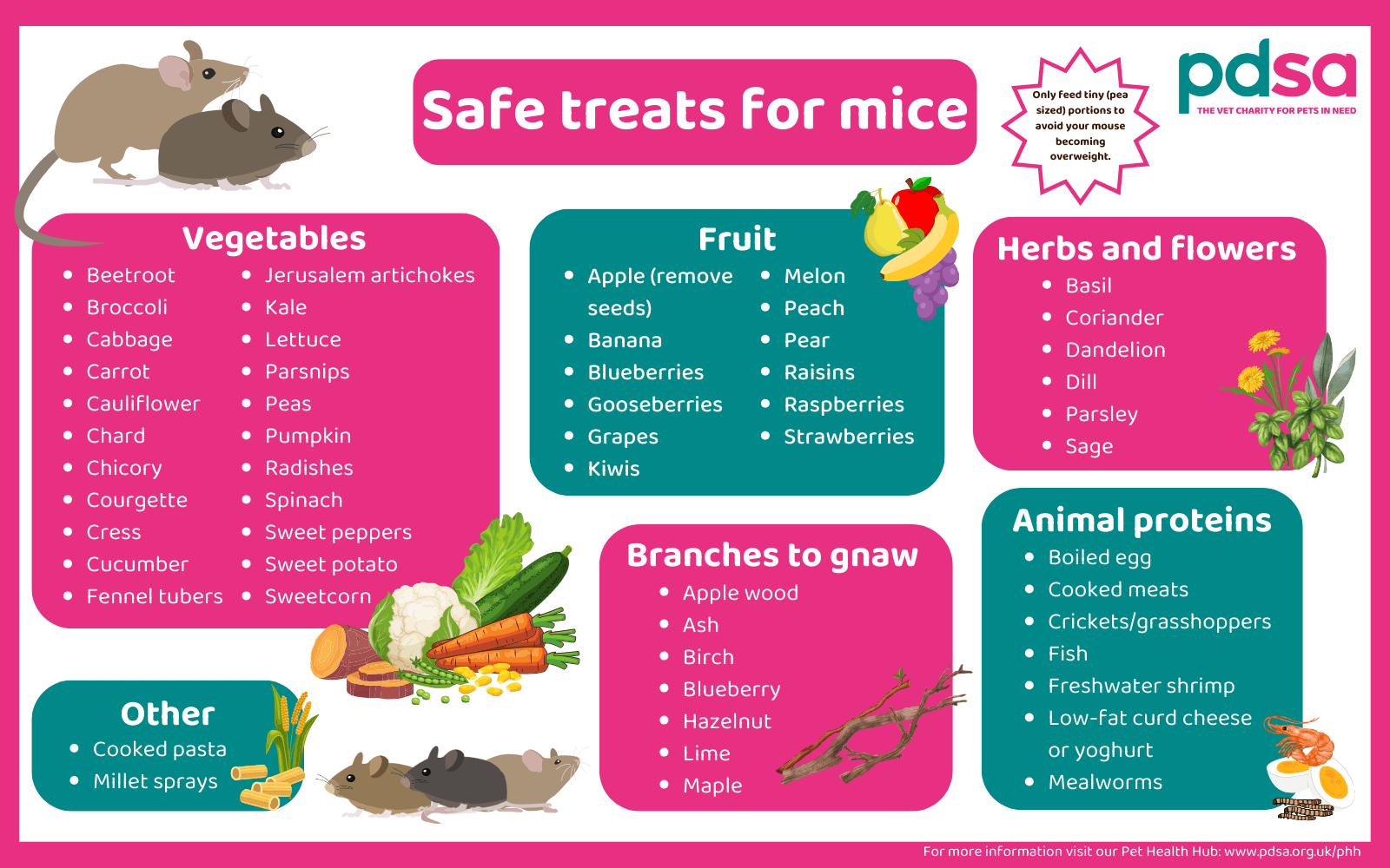 Mice as pets - PDSA