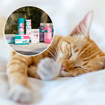 The vet charity for pets in need - PDSA