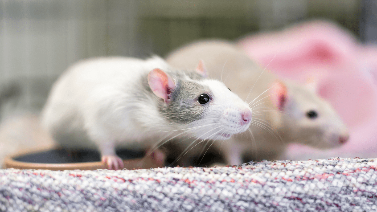 Pictures Of Keeping Rats As Pets 2 Caring For Your Pet Rat Advice