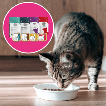 The vet charity for pets in need - PDSA