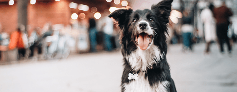 Dog-friendly Christmas markets: What you need to know - PDSA