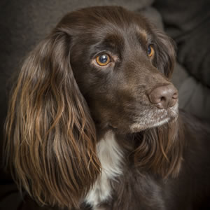 Angus dog wins national award after miracle survival - PDSA