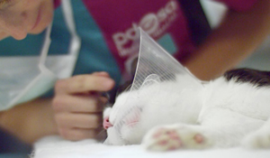 Preparing your pet for an operation - PDSA