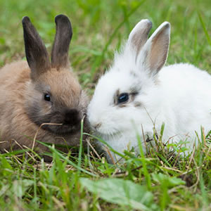 Keeping your rabbit healthy - PDSA