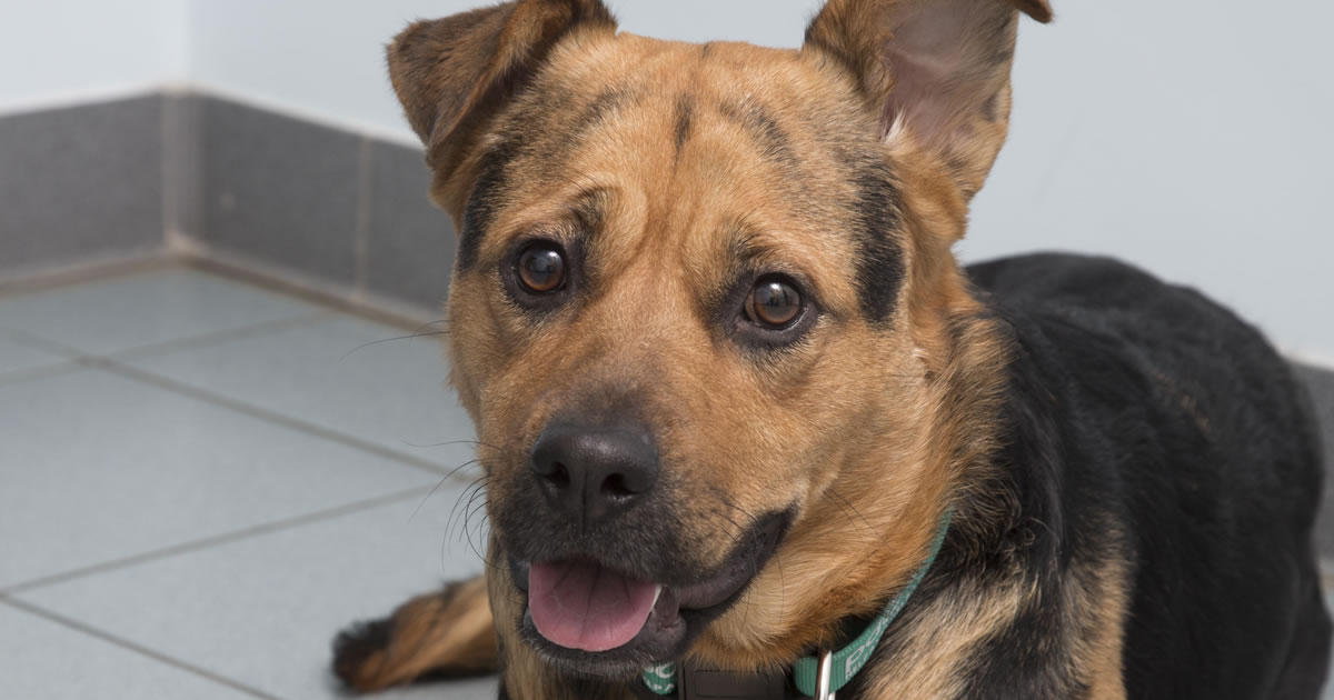 Cardiff dog in hit and run horror helps give gift of life this ...