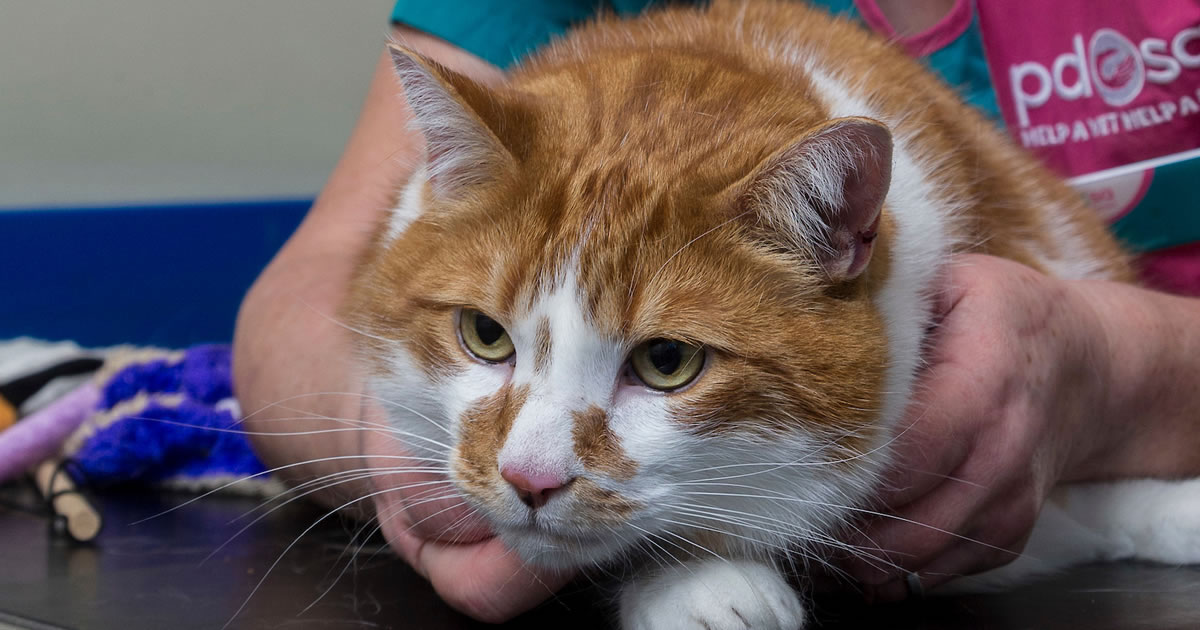 Boost to the kitty as PDSA receives second mystery donation - PDSA