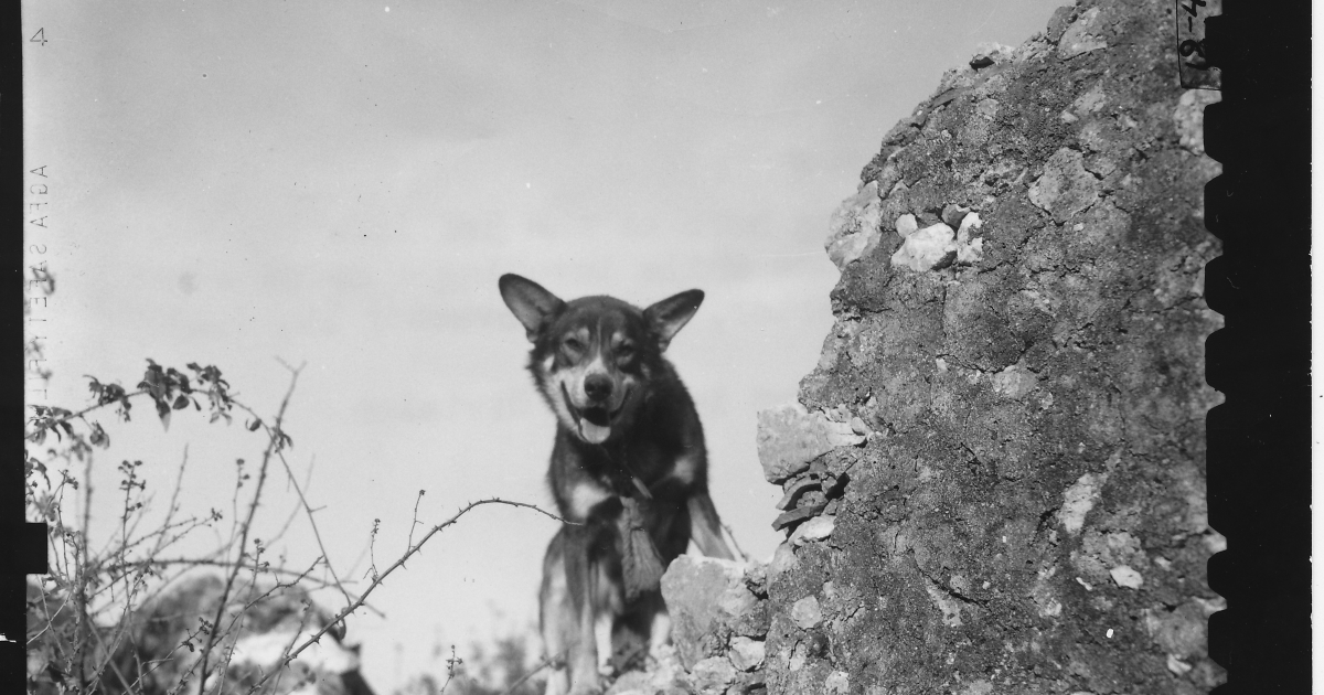 PDSA Dickin Medal for Chips the WWII Dog - PDSA