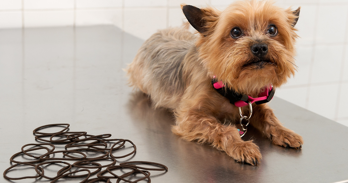 Dog gets wobbles after wolfing down 22 hair bobbles - PDSA