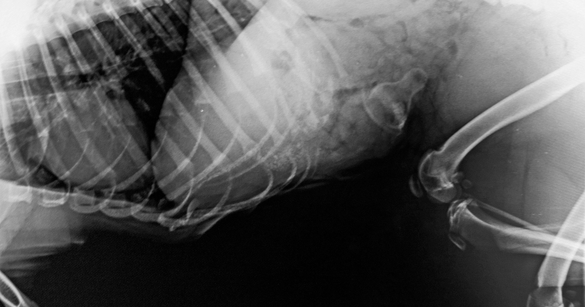 Dogs eat the weirdest things - PDSA