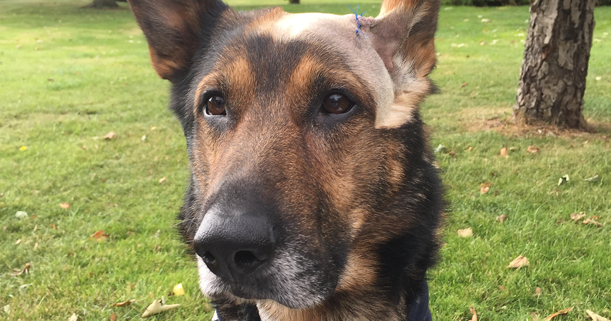 Hero dog Finn to receive the PDSA Gold Medal - PDSA