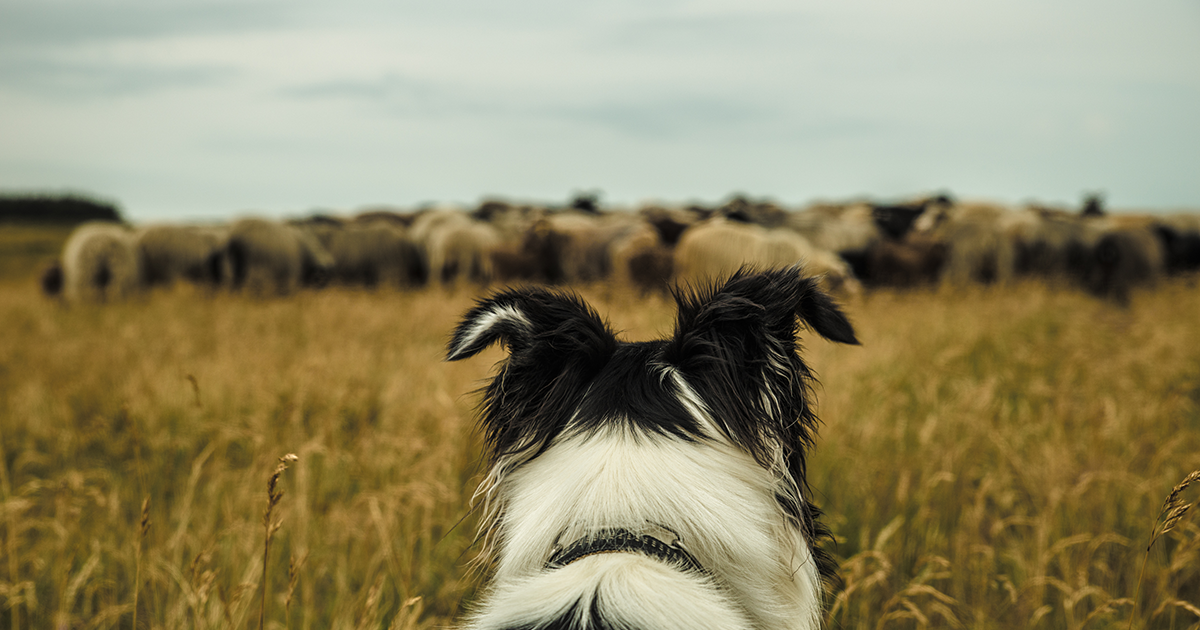 Countryside walking with your dog - PDSA