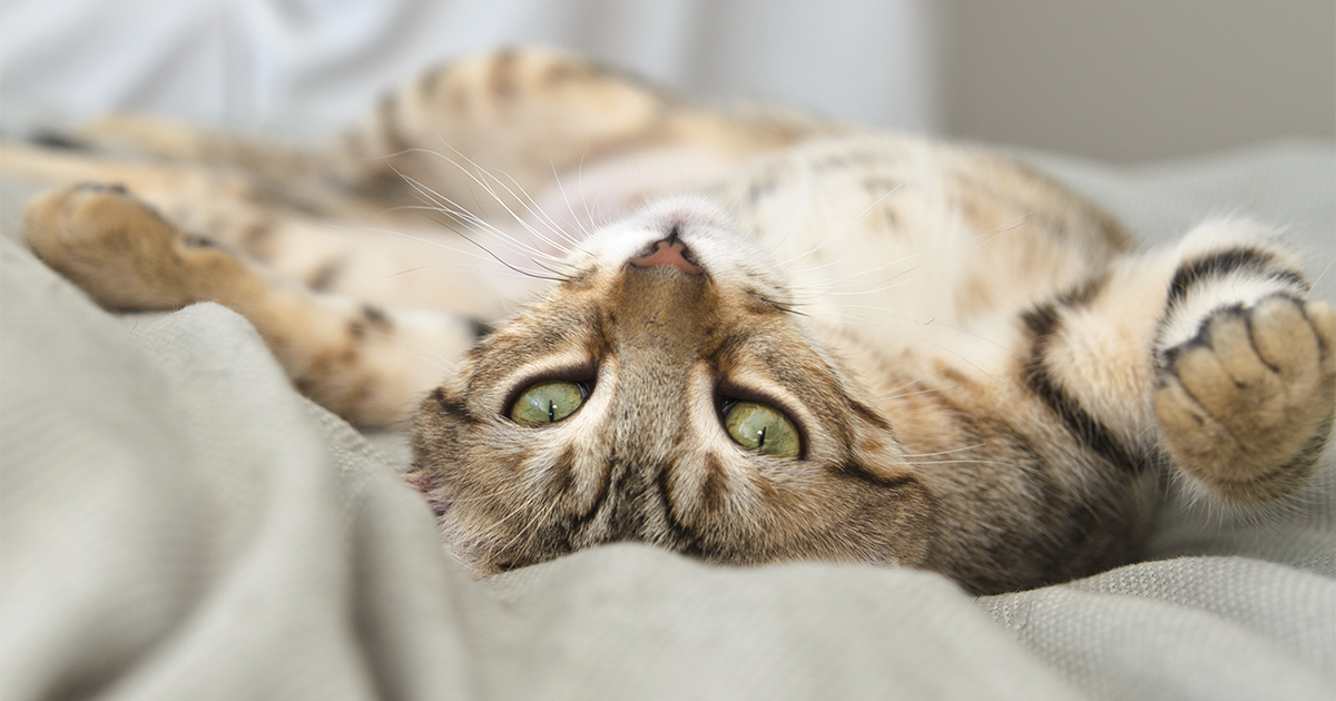 Obesity in cats - PDSA