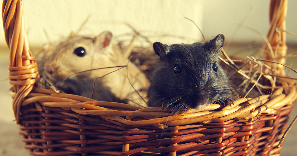 Keeping Small Pets Cool In Summer PDSA