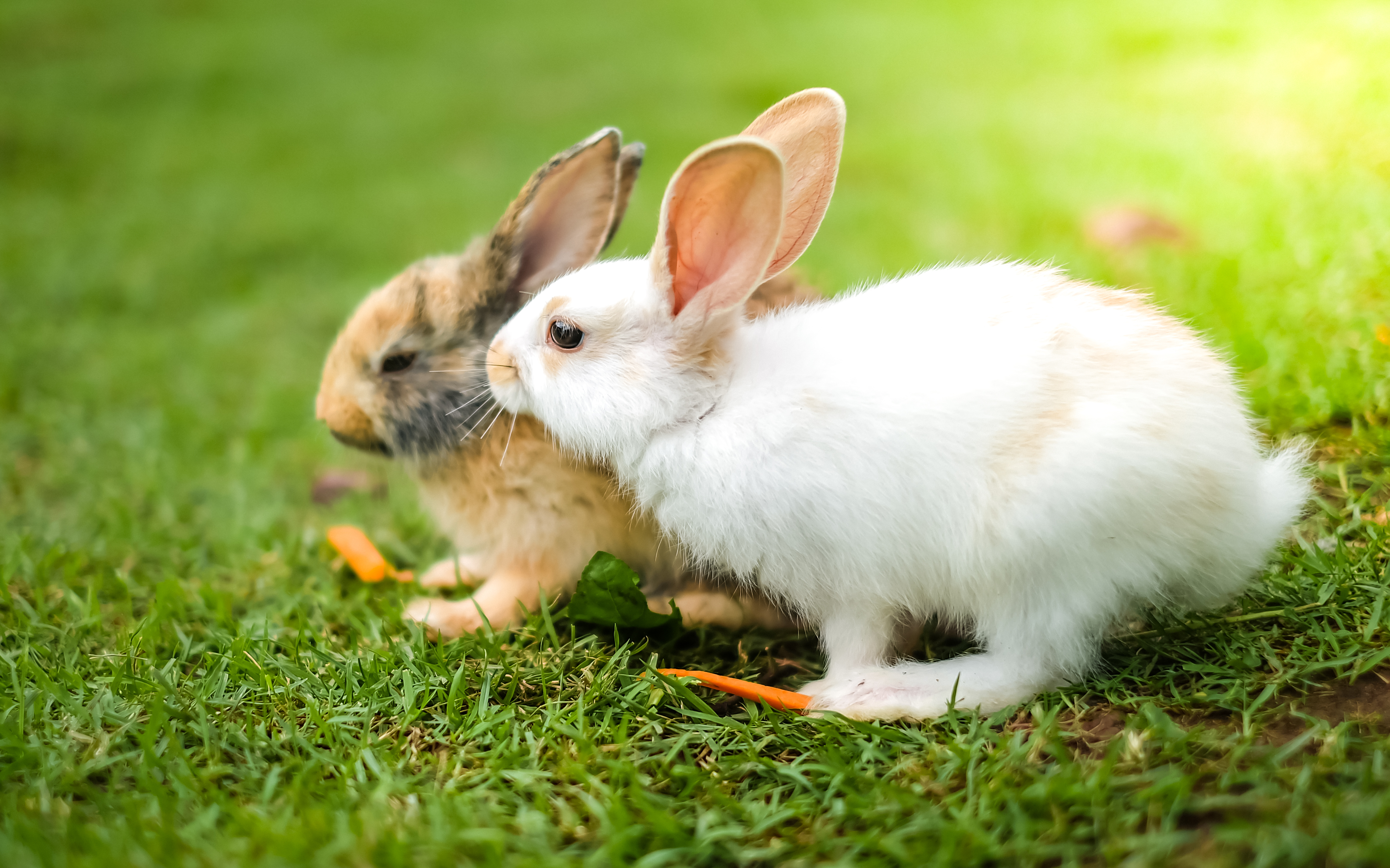 Skin problems in rabbits: an overview - PDSA