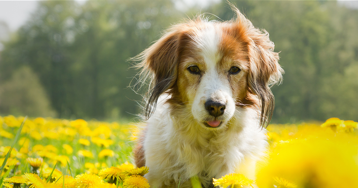 Pets and Pollen - PDSA