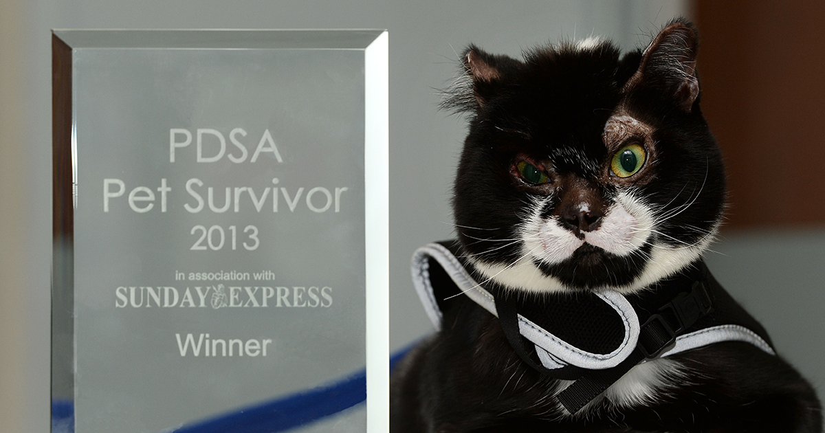PDSA Pet Survivor of the Year 2013 - Robbie - PDSA