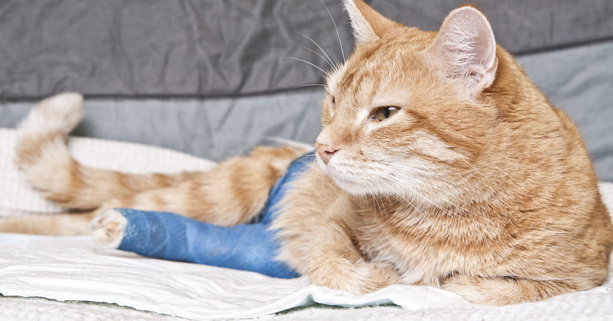 Free pet first aid guide - PDSA