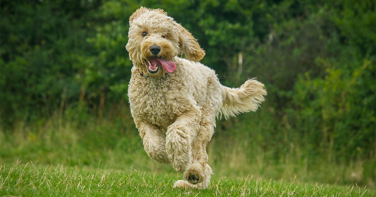 Exercising your adult dog - PDSA