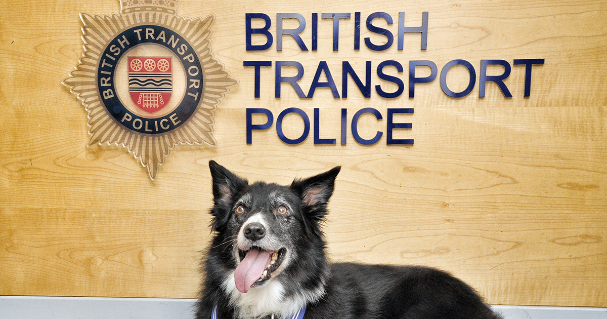 First police dog on scene of Manchester Arena attack to be honoured - PDSA