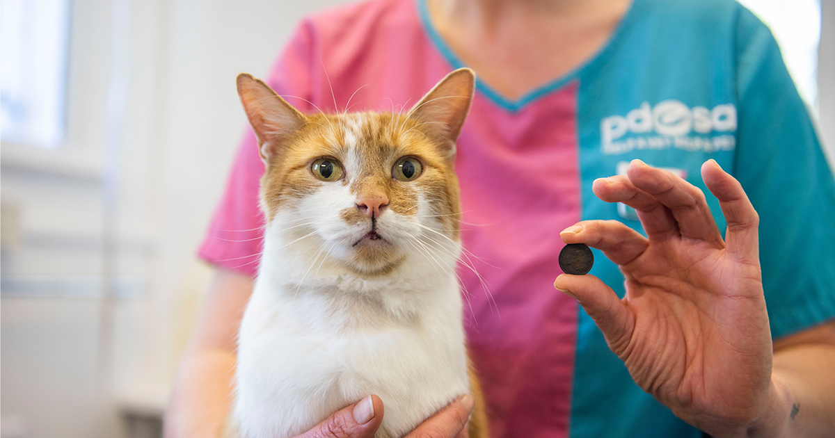 Cash in the kitty - PDSA