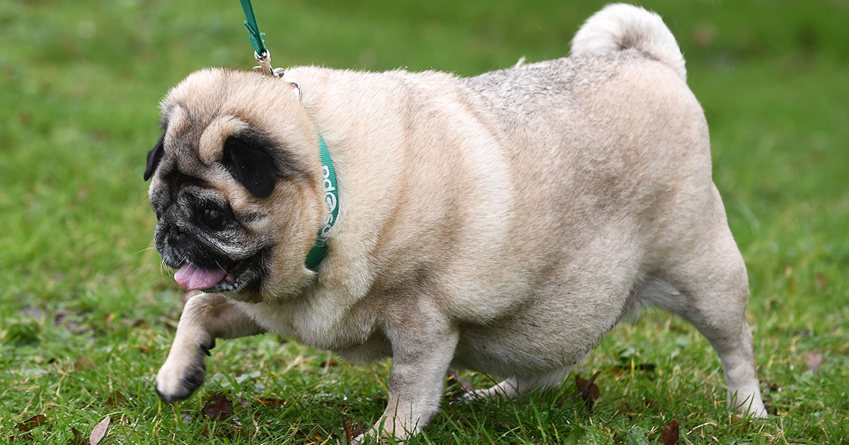 Vet charity wants to find and fix the UK's fattest pets - PDSA