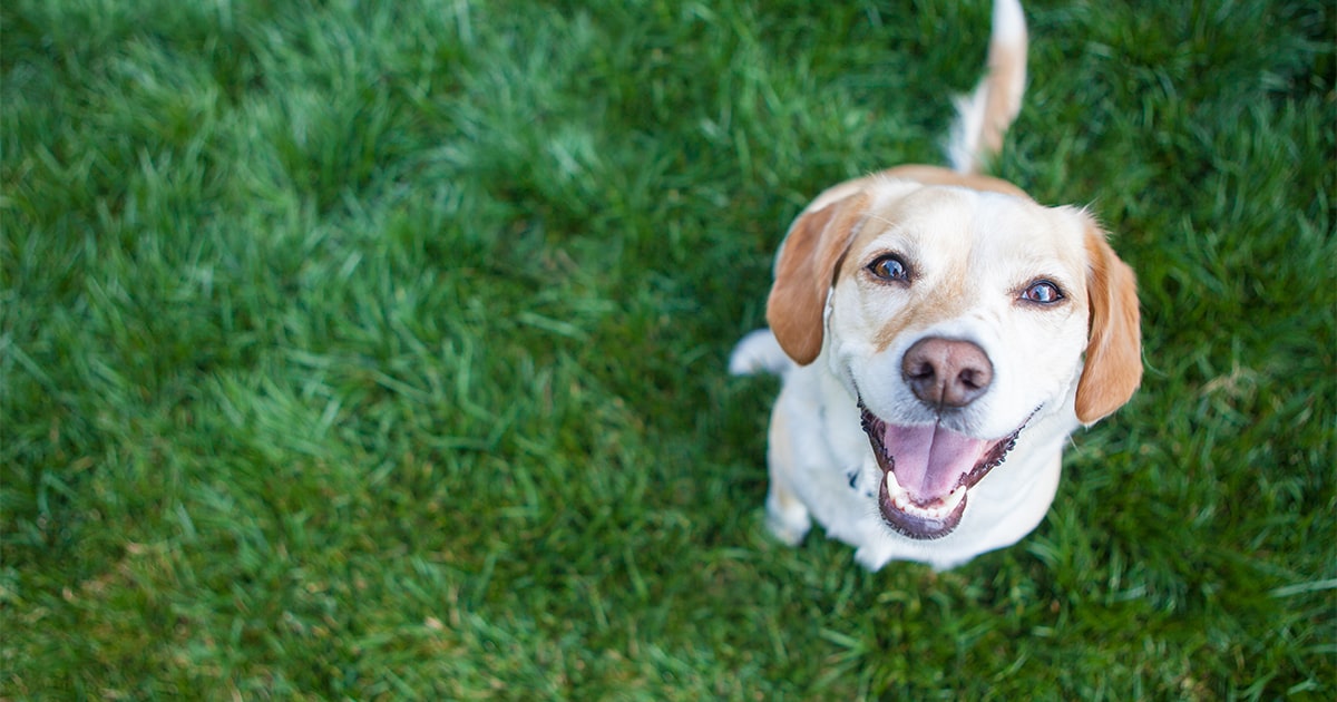Dog Laws For Owners PDSA Dog Laws For Owners PDSA