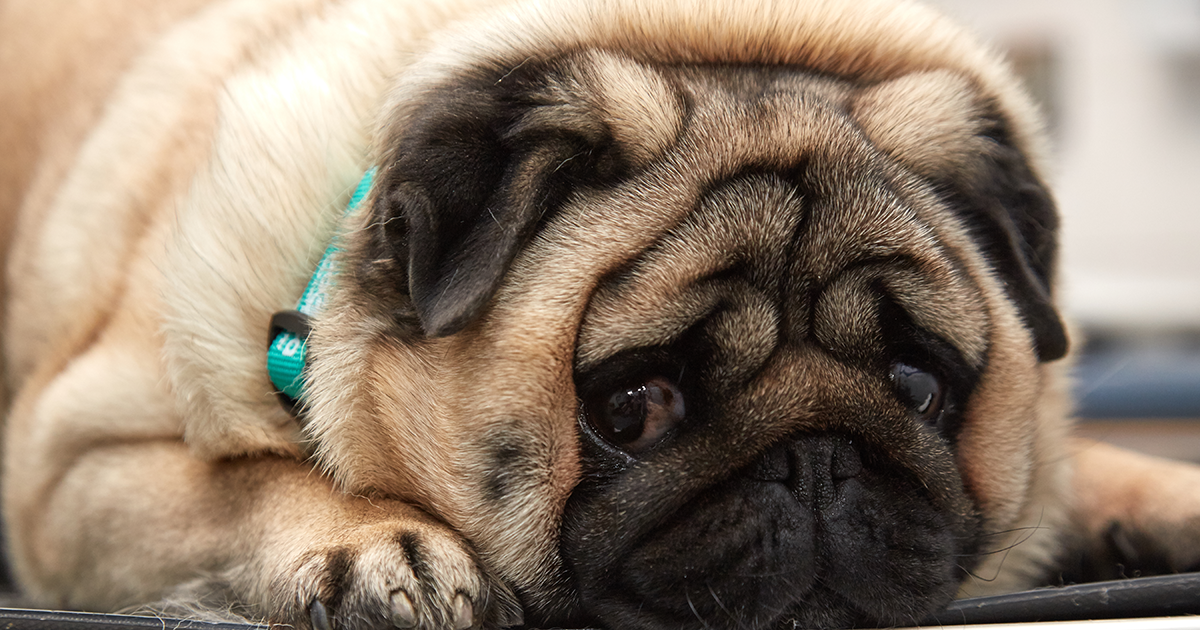 BOAS - breathing problems in flat-faced dogs - PDSA