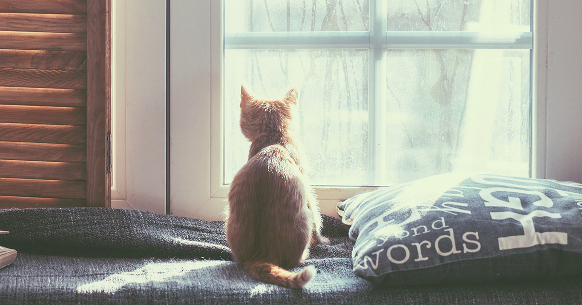 Hand rearing kittens - PDSA