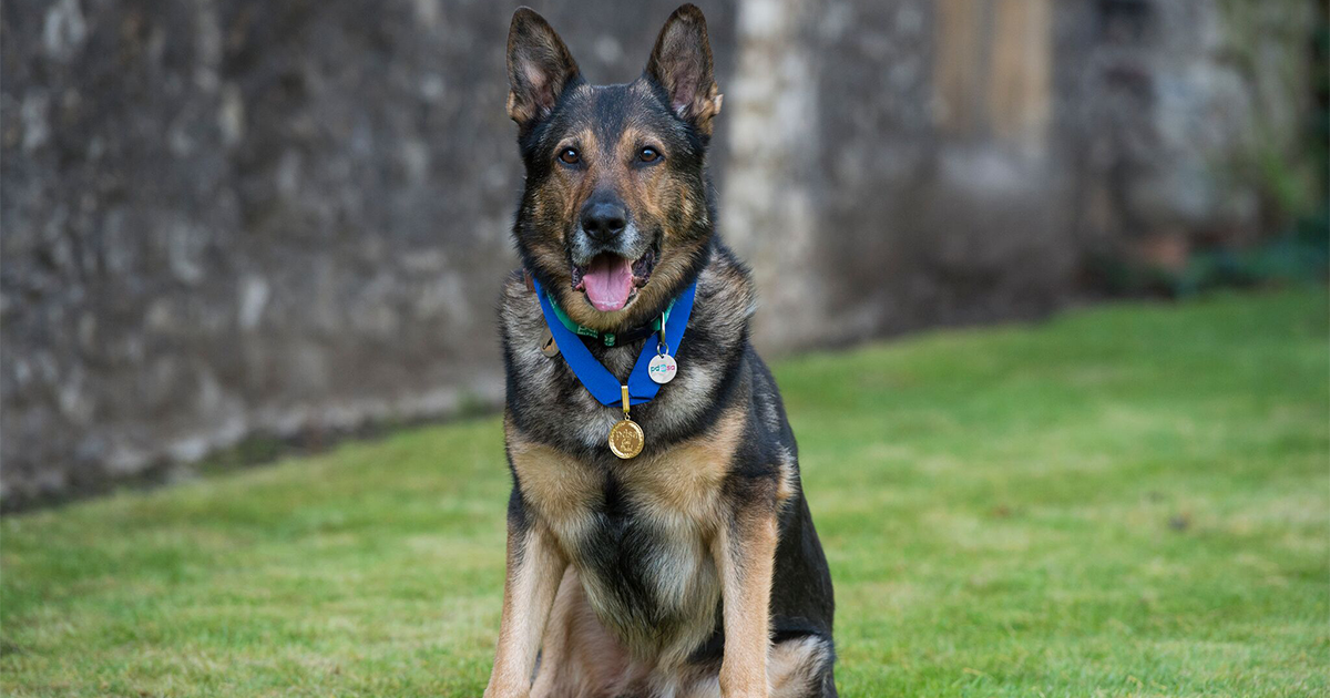 Animal Awards Programme - PDSA