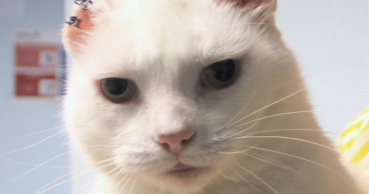Squamous Cell Carcinoma Cats PDSA Squamous Cell Carcinoma Cats PDSA