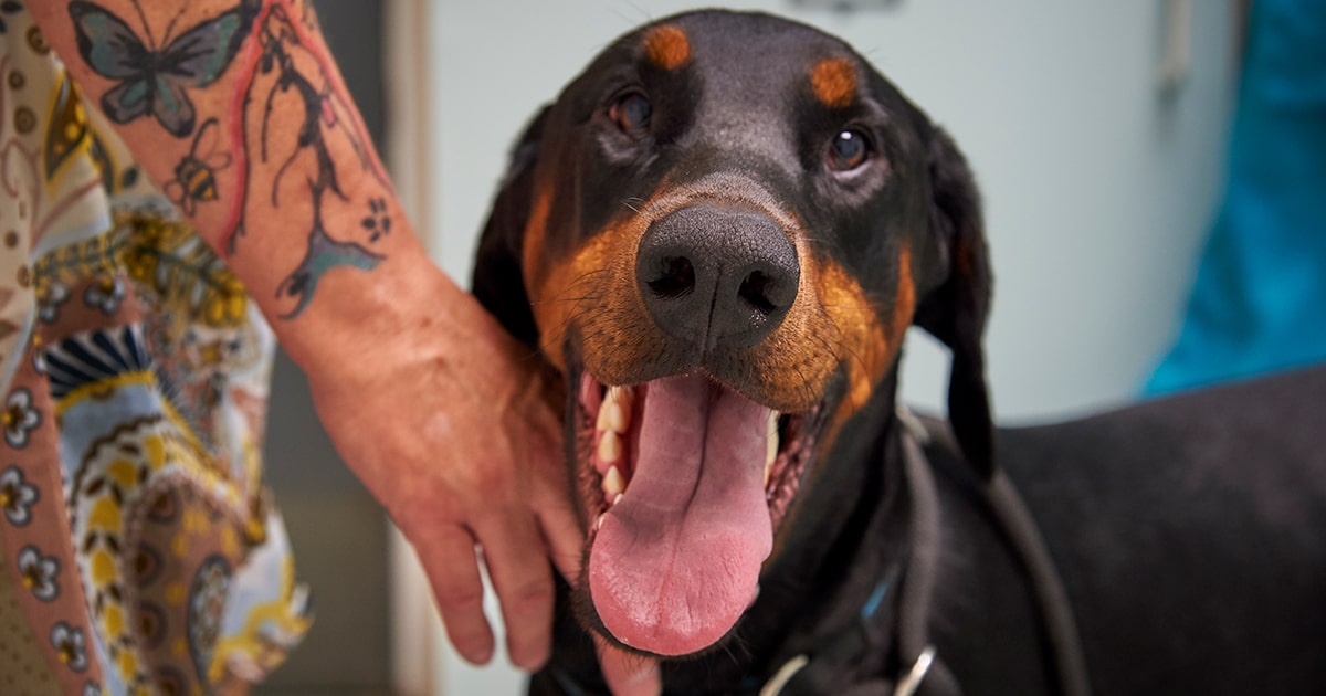 Meet our pet patients - PDSA