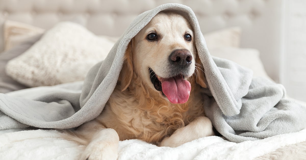Making your home dog friendly - PDSA