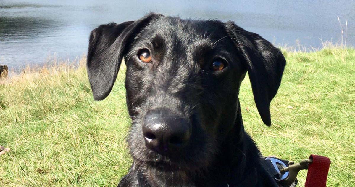 PDSA and other animal welfare charities urge government to protect ...