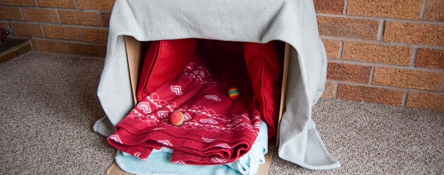 How to make a den for your pet - PDSA