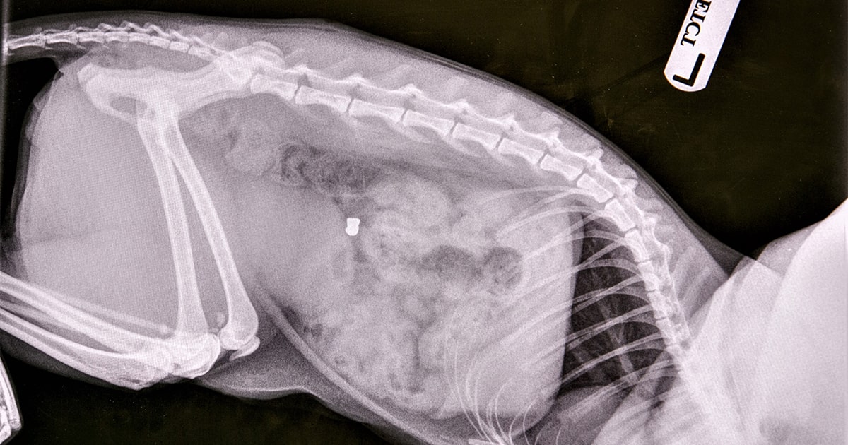 Cat loses one of his nine lives after air gun attack - PDSA