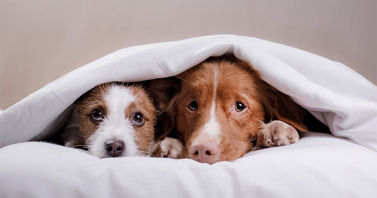 Dogs and phobias - PDSA