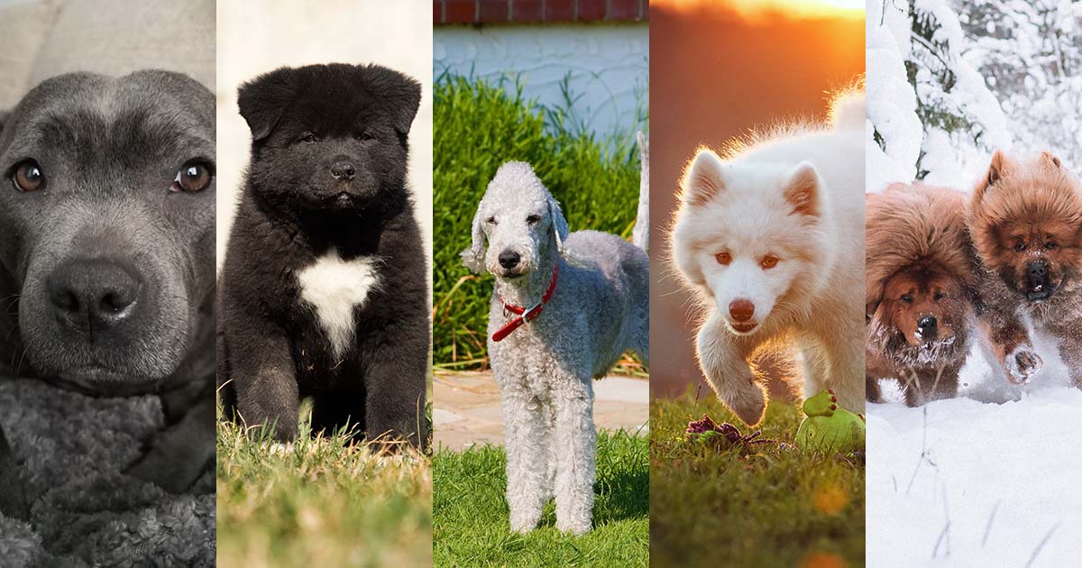 Dogs: the impostors - PDSA