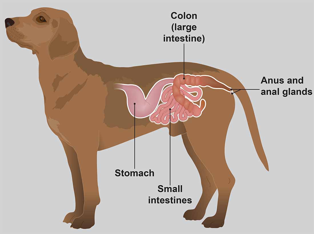 Blood in your dog's poo - PDSA