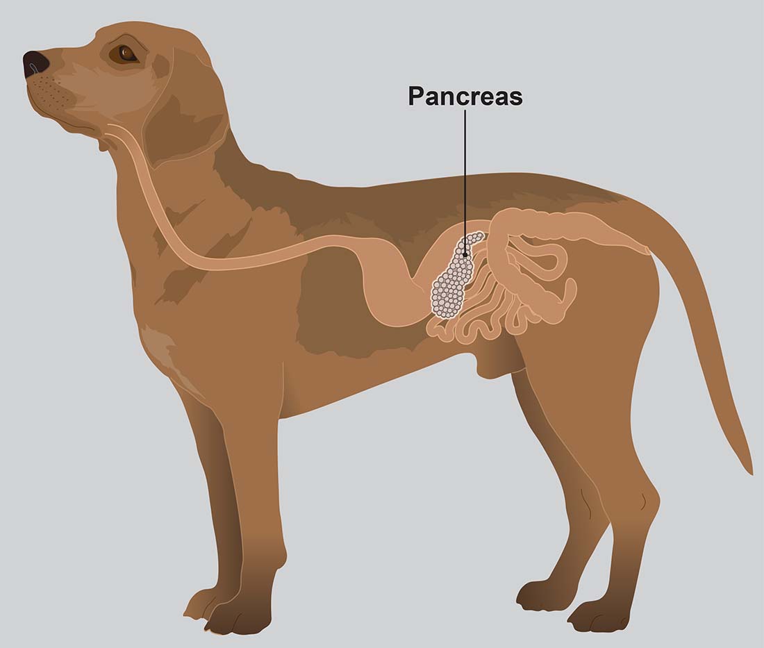 Pancreatitis In Dogs PDSA