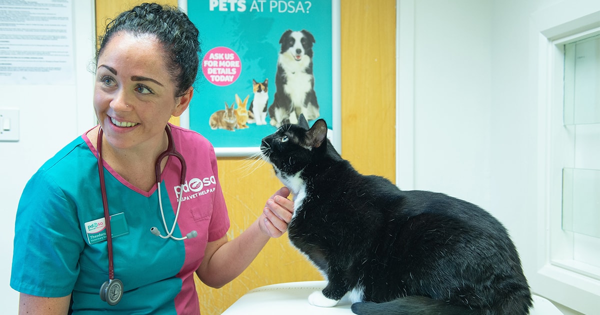 Chubby cat from Dundee enters PDSA Pet Fit club - PDSA
