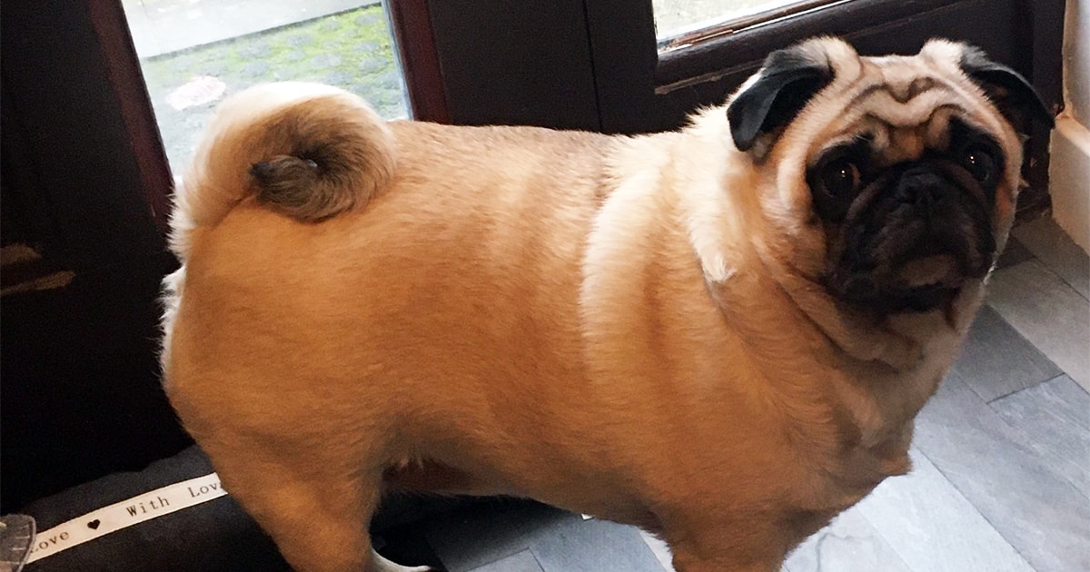 Pudgy Pug from Scotland enters PDSA Pet Fit Club - PDSA