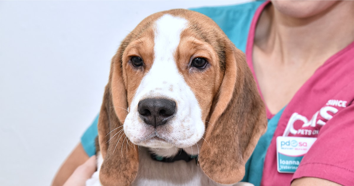 Beagle puppy swallows medication - PDSA